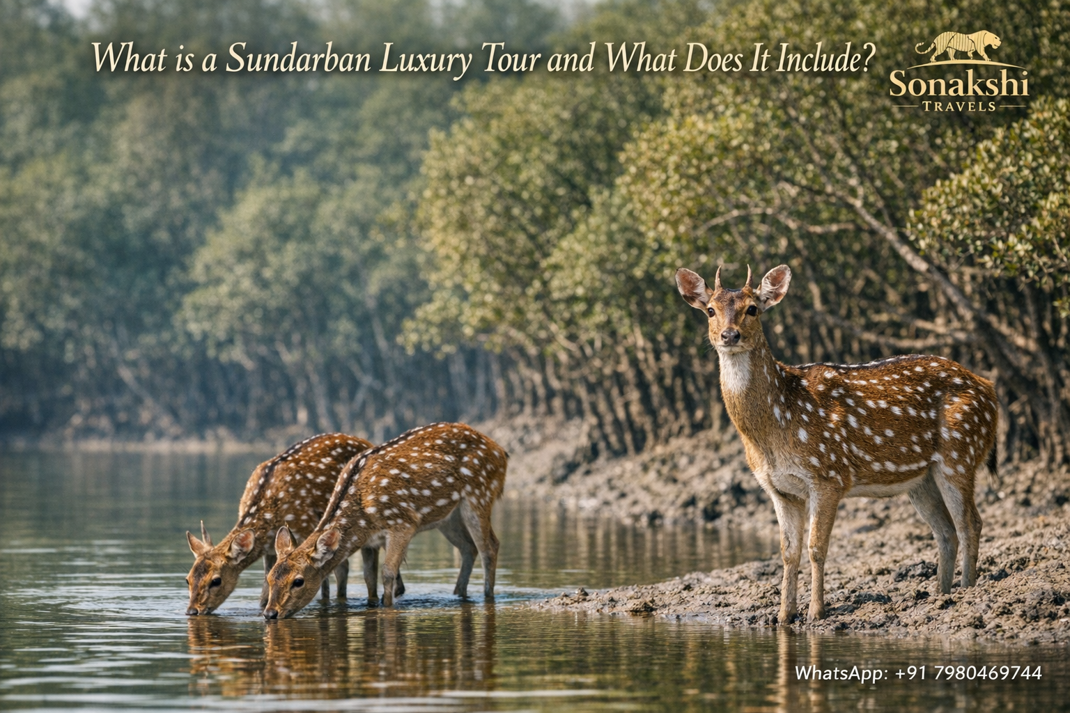 Can I Book a Sundarban Luxury Tour Solo?